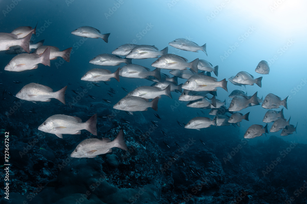School of Saltwater Barramundi fish at Bon Island in Andaman Sea ...