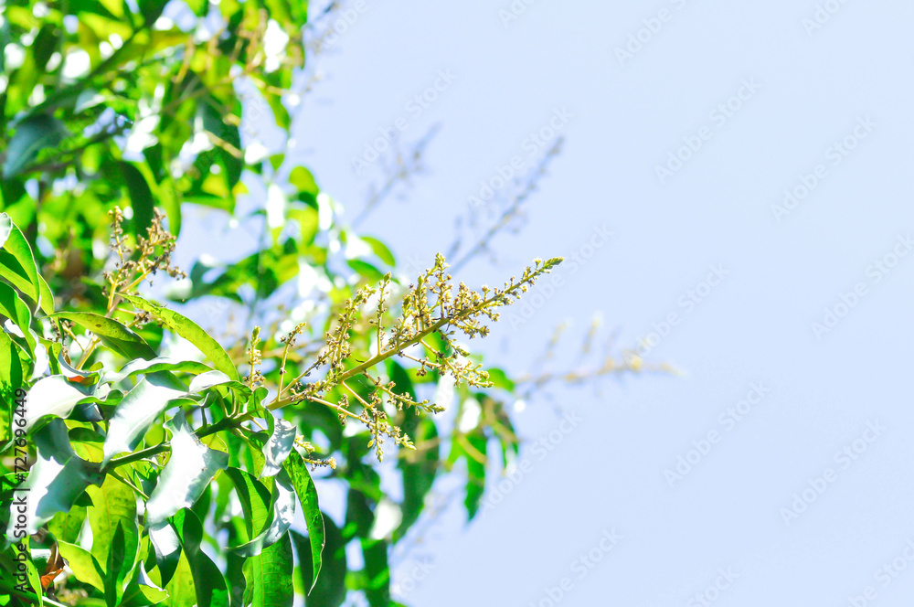 mango plant or mango tree or Mangifera Indica, Mango Mangifera indica L ...