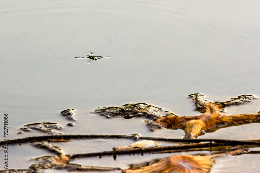 Water strider on the surface of the water. Water strider (Gerris ...