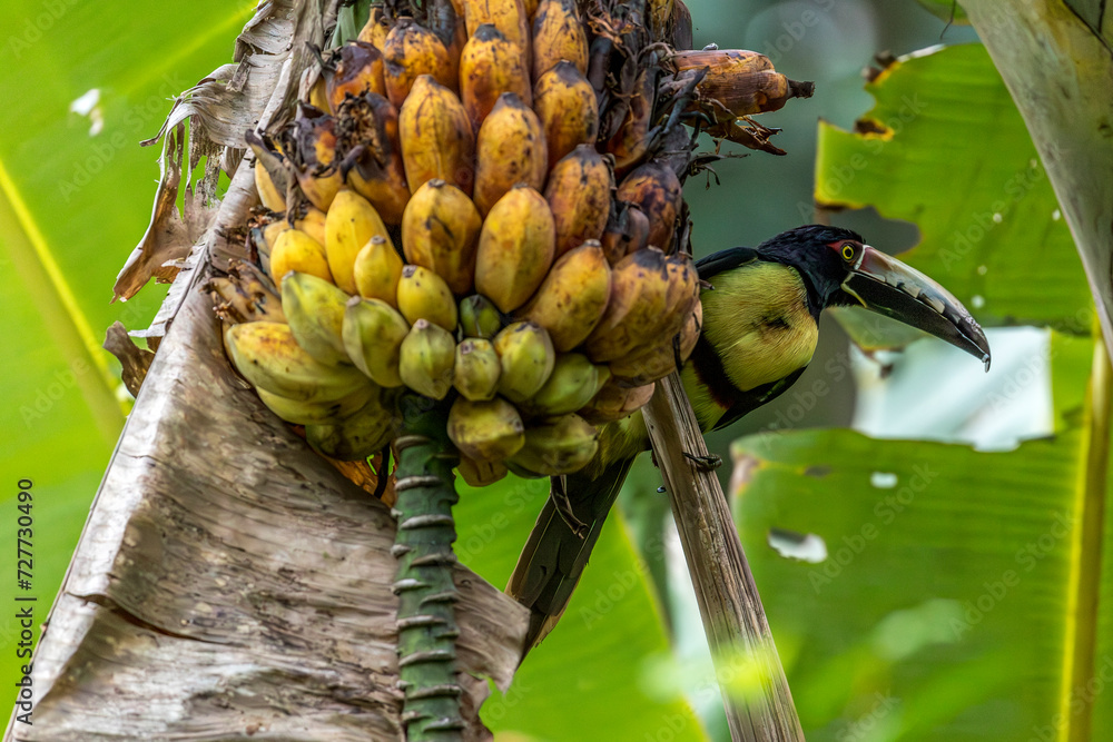 Toucan collared aracari eating bananas near Cahuita, Costa Rica Stock ...