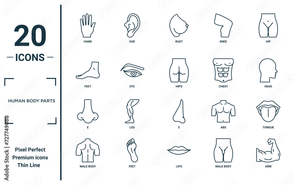 human body parts linear icon set. includes thin line hand, feet, e ...