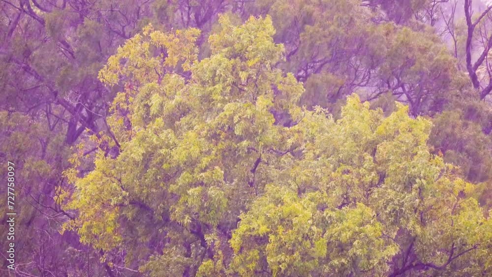 The typhoon passed by and the storm hit the forest. The trees shook ...