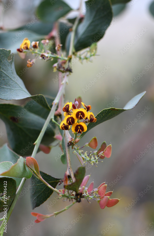Yellow and red flowers of the Australian native Broad leaf Bitter Pea ...