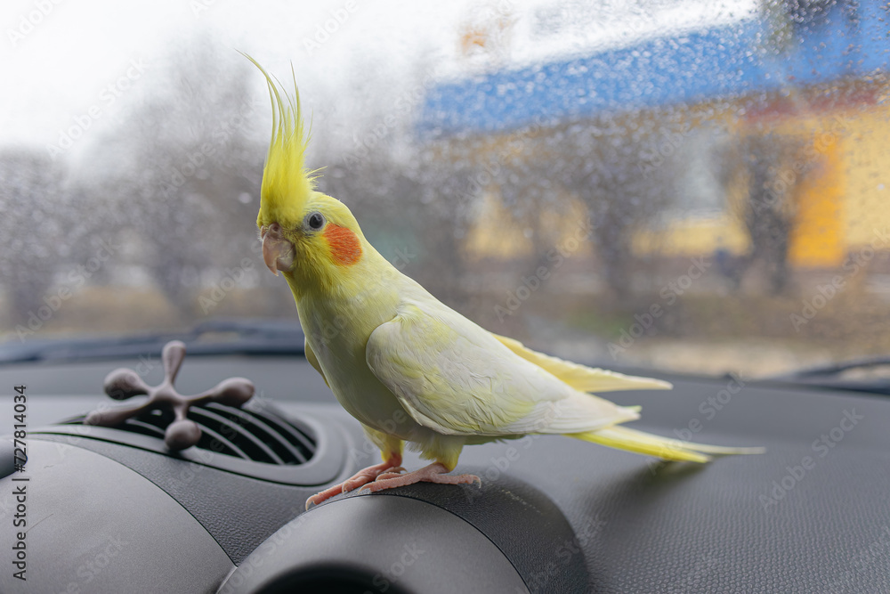 Bird in the car.Parrot driver.Cockatiel parrot sits on the steering ...