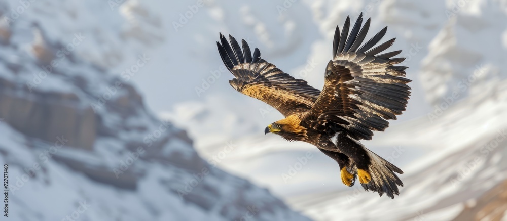 Eastern Imperial Eagle in Majestic Flight: Witness the Graceful Soaring ...