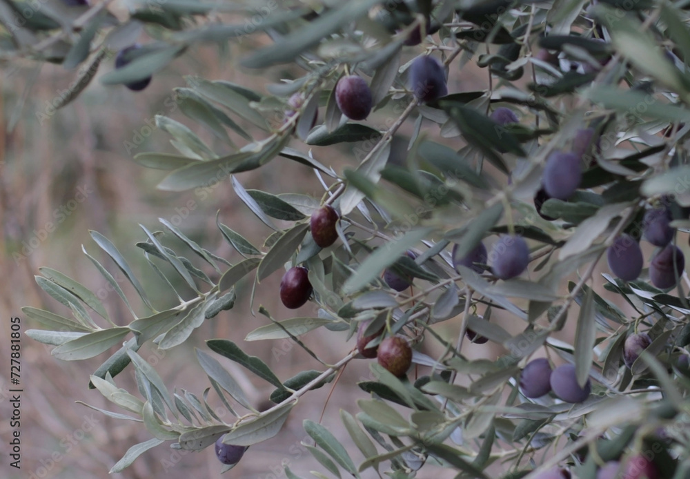 Foto de Macro shot of olive trees in garden of village house where ...