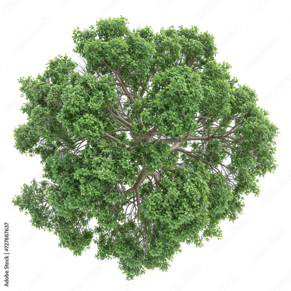 high quality top view tree removed original background PNG transparent ...