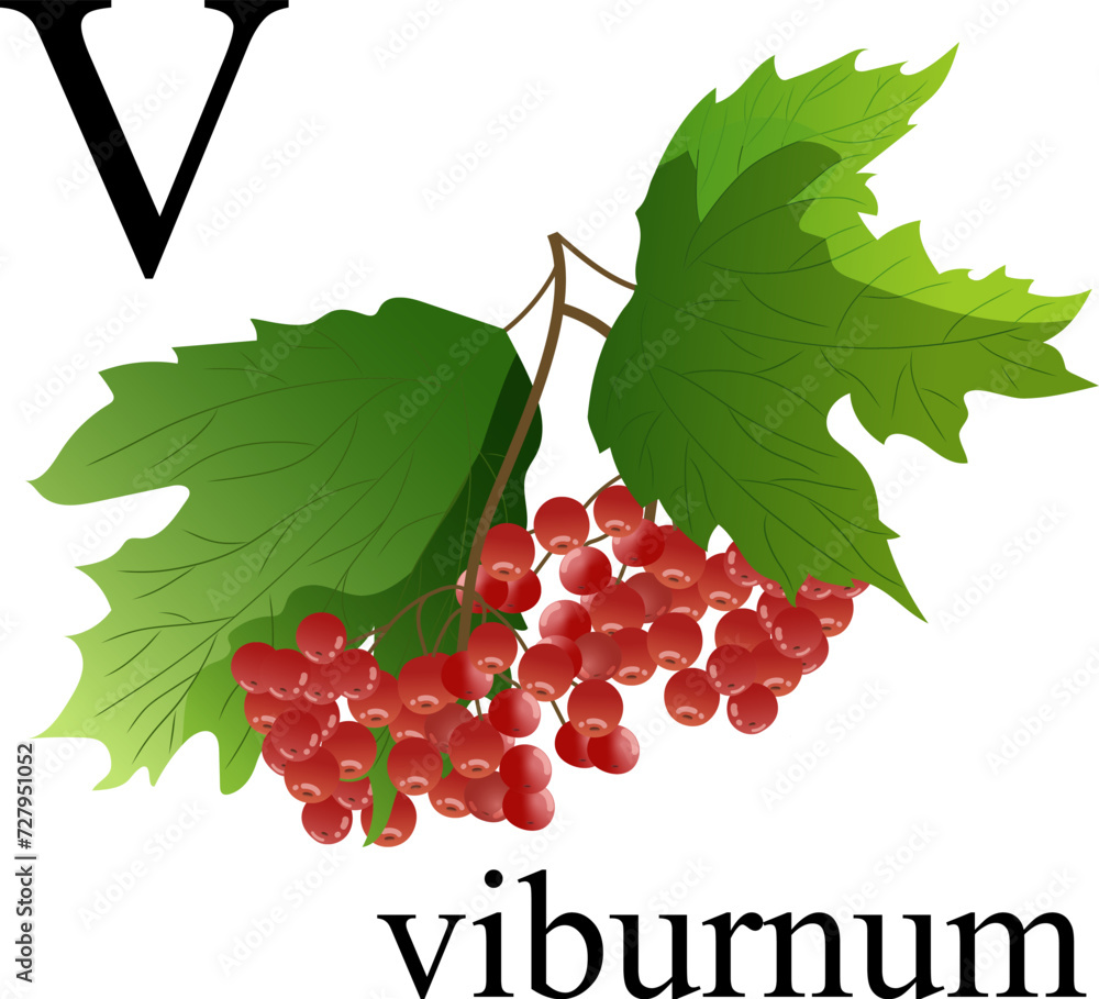 viburnum. Illustration of viburnum, letter V of the plant alphabet ...
