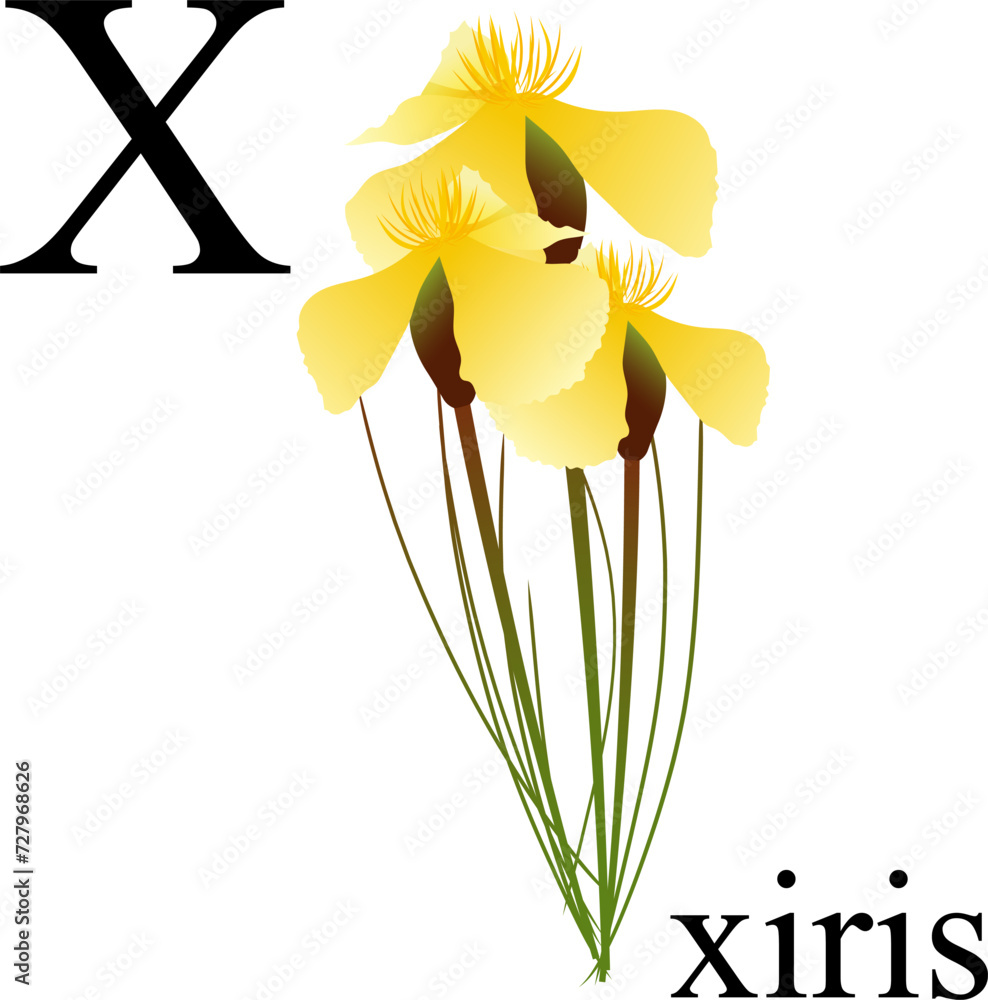 Xiris. Illustration of xiris, letter X of the plant alphabet. Element ...