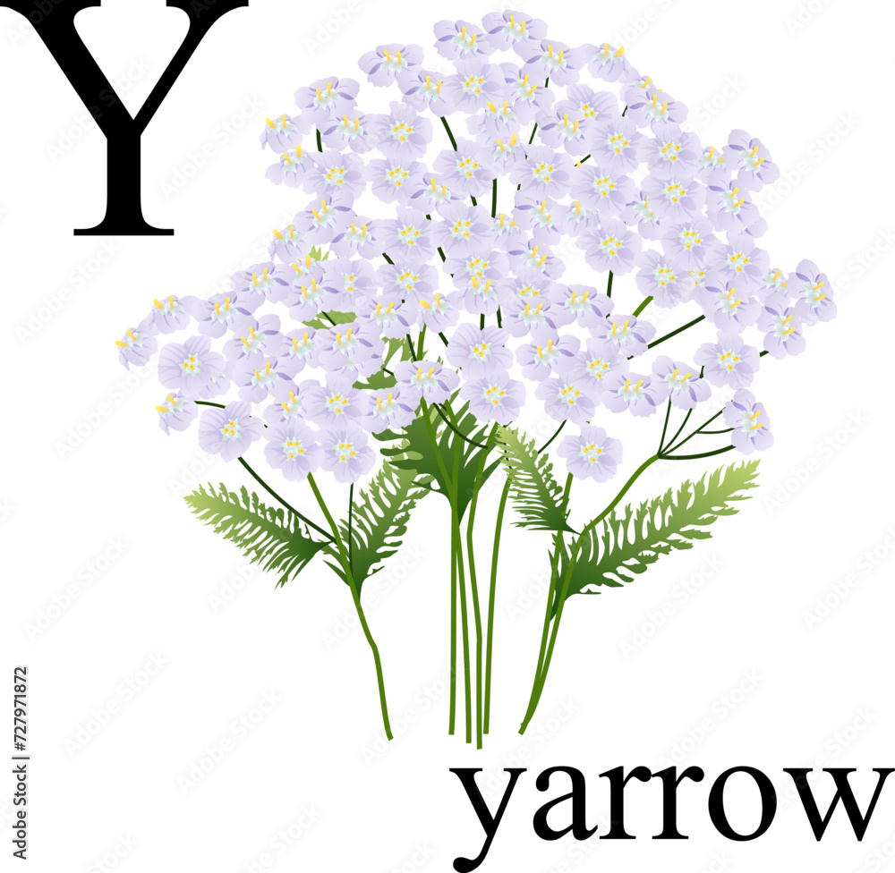 Yarrow. Yarrow illustration, letters Y of the plant alphabet. Element ...