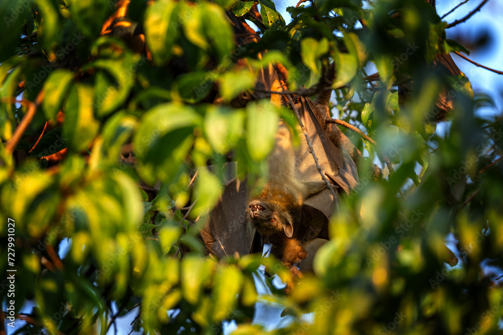 Straw coloured fruit bat on tree in Uganda. Colony of bats during day ...