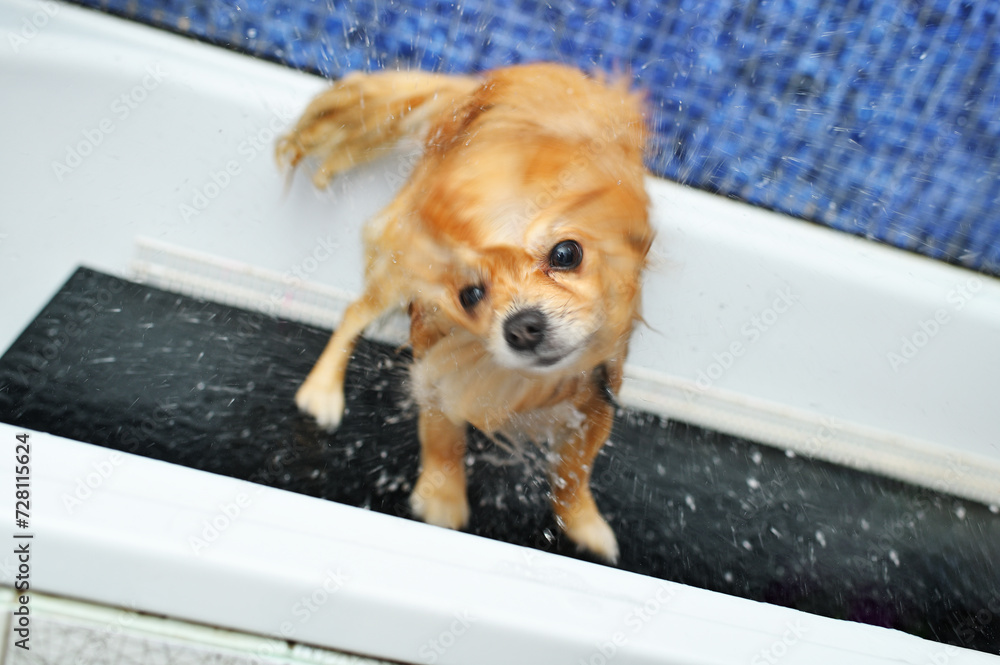 Pomeranian dog ridiculously shakes off its fur after bathing in a ...