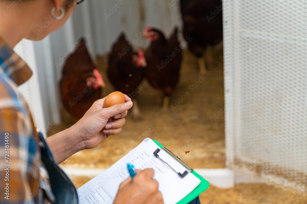 Small business healthy organic food production chicken meat and egg ...