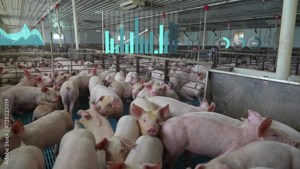 Pigs in a smart factory farm with digital tracking; data bars indicate ...