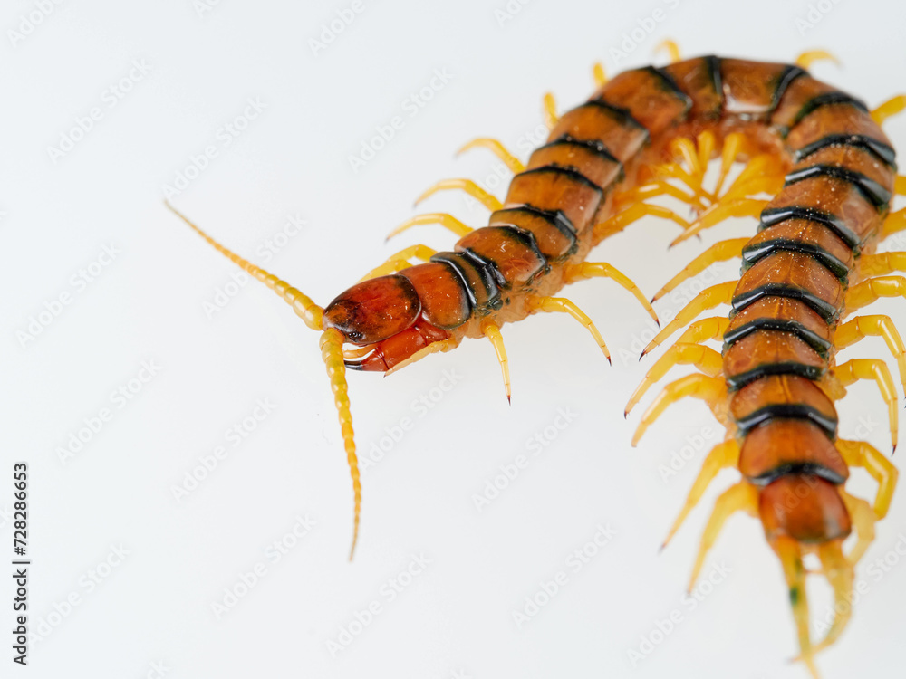 Megarian banded centipede on a white background. Scolopendra cingulata ...
