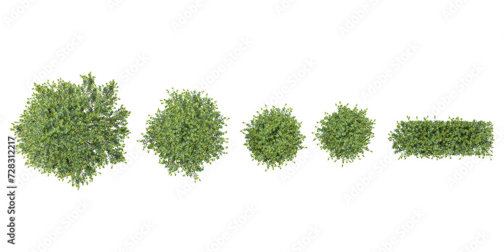 From top view of Blue holly trees with transparent background, 3D ...