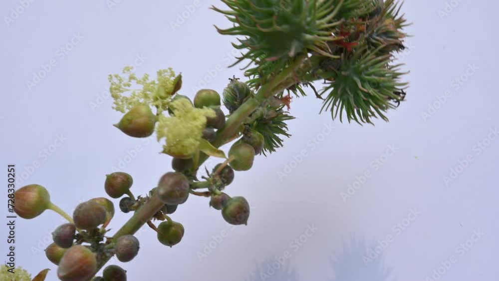 Castor flower. Ricinus communis, the castor bean or palma christi is a ...