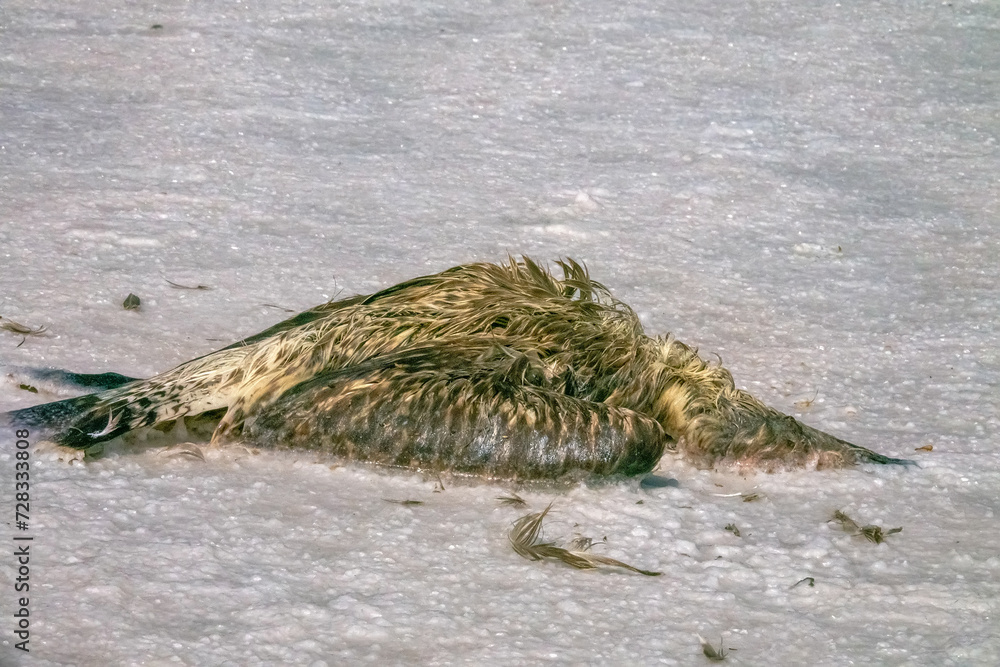 Trap Lake. Salted mummy. This seagull got into the salt of hypersaline ...