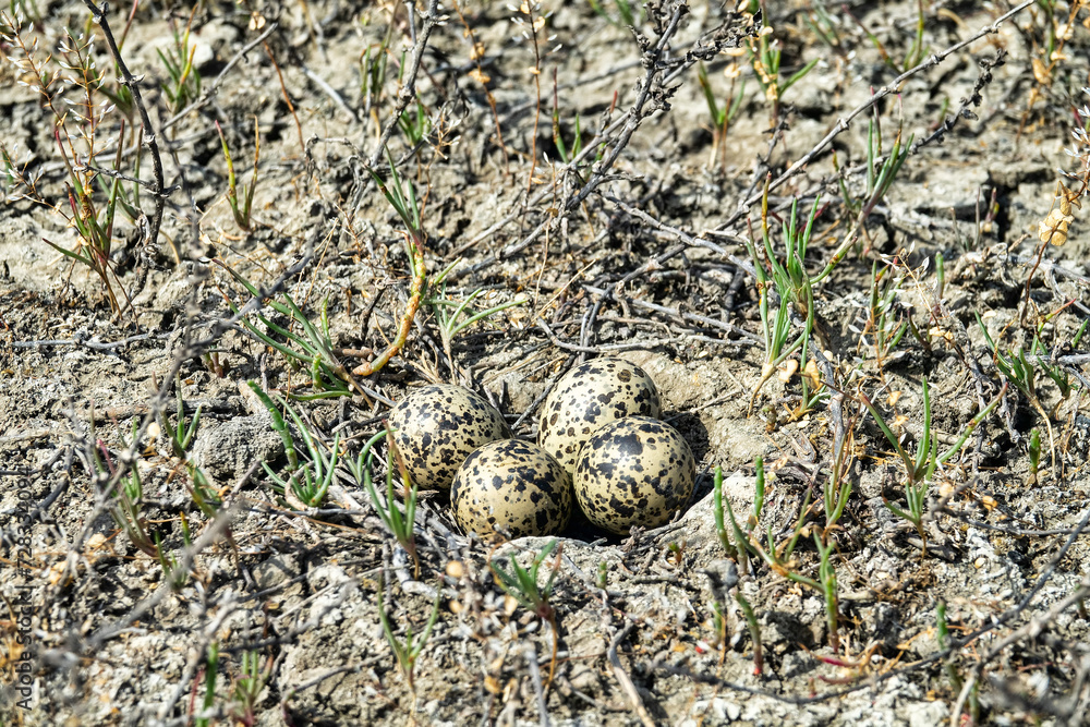The Lapwing (Vanellus vanellus) nest is made of alkali grass dry stems ...