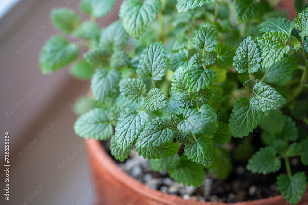 Melissa plant in terracotta pot on windowsill closeup, soft focus ...