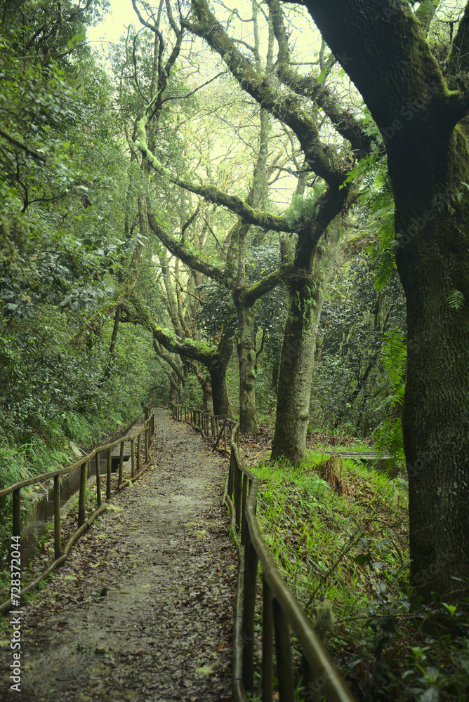 Madeira, Portugal - January 2024: Parque Florestal das Queimadas Stock ...