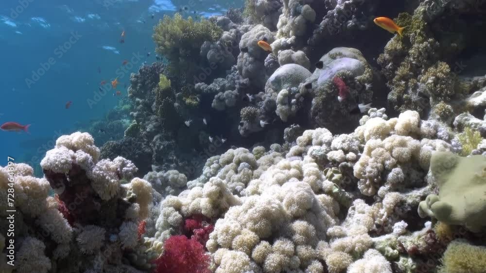 Vibrant colors of corals and fish create visually underwater landscape ...