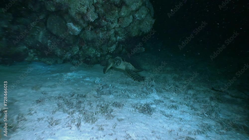 Serene nature of underwater world complements beauty of sea turtle ...