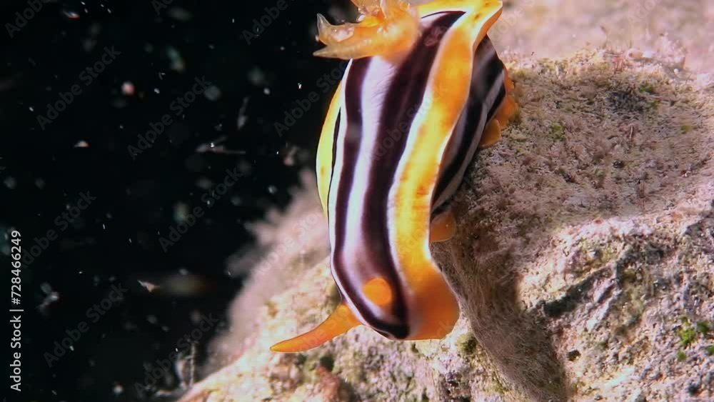 Vidéo Stock Underwater sea slug Chromodoris quadricolor in clean clear ...