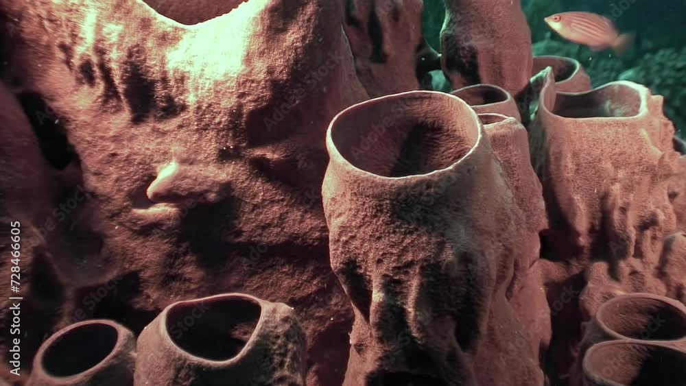 Red sea sponge on seabed of Red Sea. Underwater realm reveals surprise ...