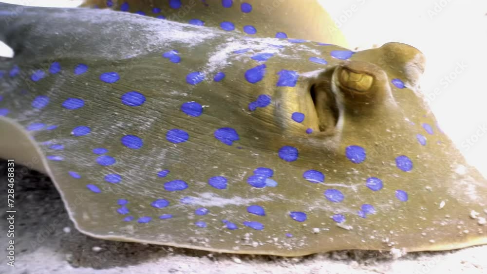 Beauty of spotted ray is highlighted as it maneuvers across sandy ocean ...