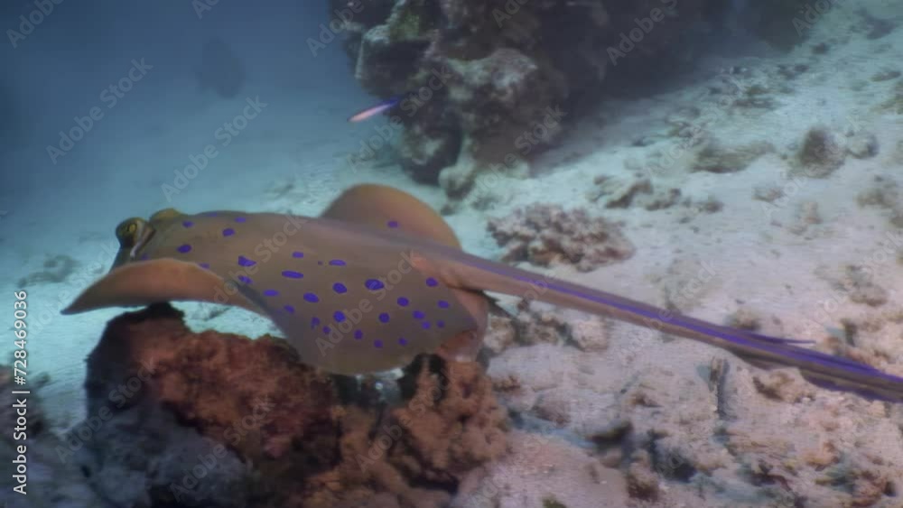 Bluespotted stingray glides across clear clean waters of ocean floor ...