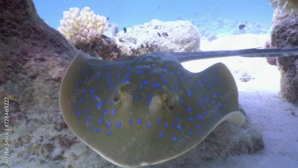 Clarity of water enhances beauty of spotted stingray as it swims ...