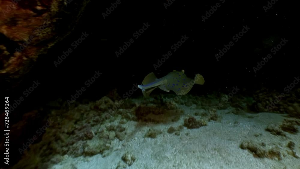Vidéo Stock In clean clear water, elegance of blue spotted stingray is ...