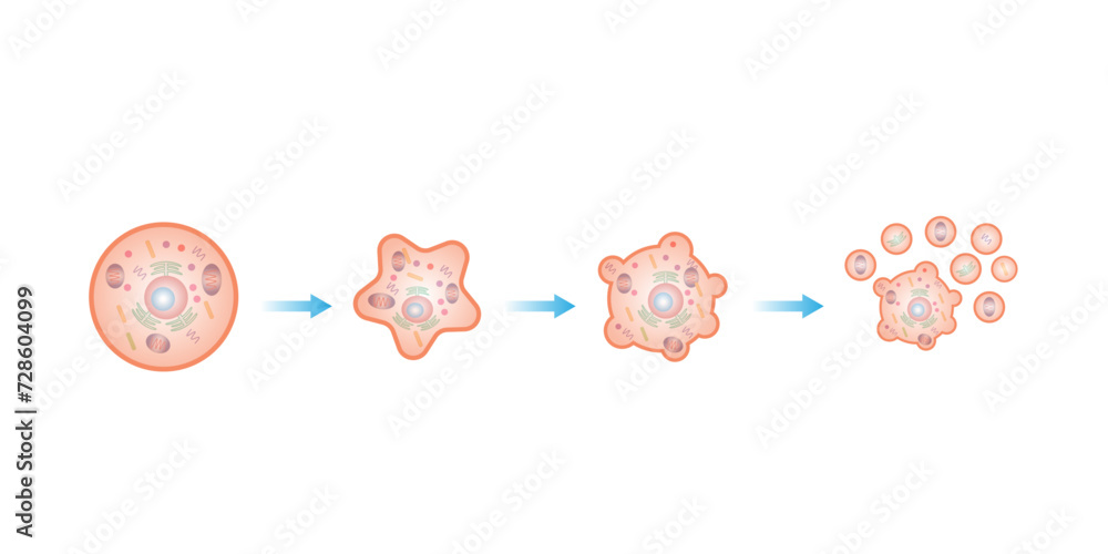 Apoptosis. Programmed cell death. Aging process in cells. Stages of ...