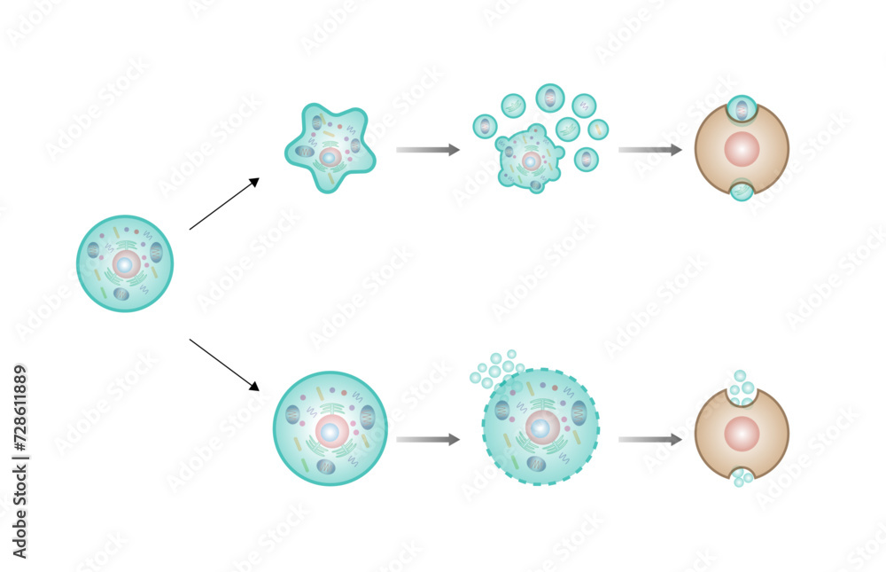 Necrosis and apoptosis of normal cell. Cell death types. Labeled ...
