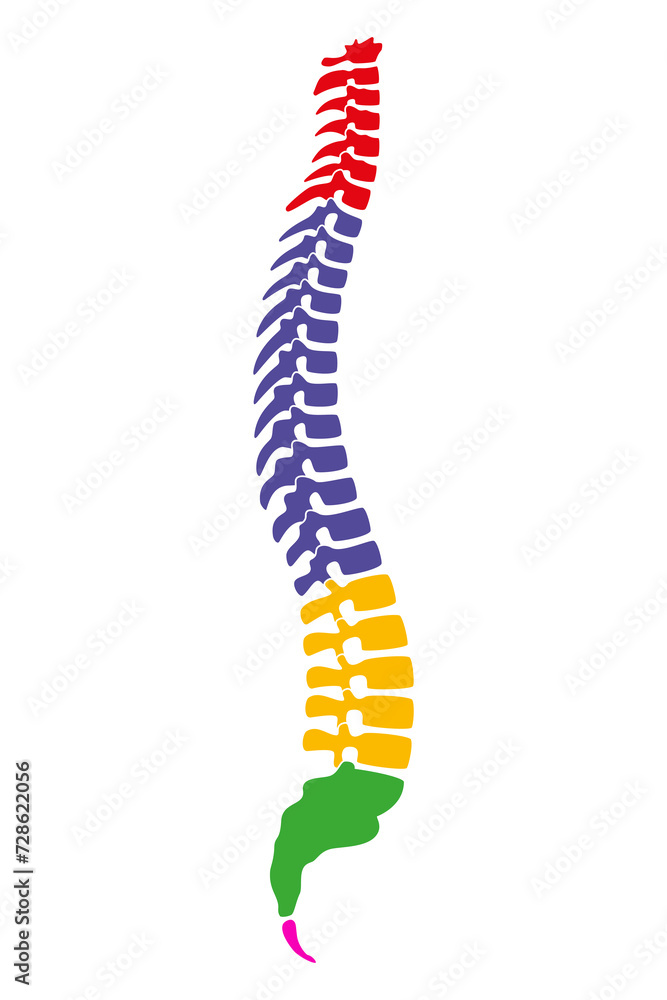 Regions of the human vertebral column, also known as backbone or spine ...