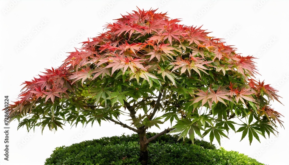 acer palmatum japanese maple cultivars palmate decompositum formosum ...