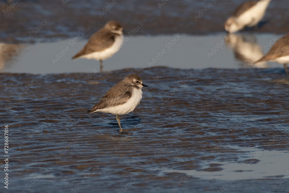 Tibetan sand plover (Anarhynchus atrifrons), a small wader in the ...