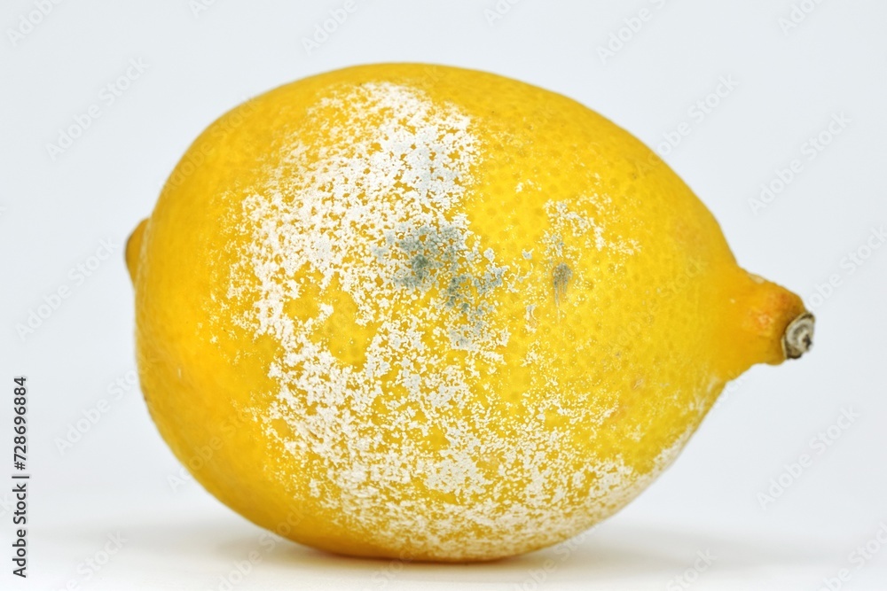 Mold on lemon, mild symptoms. Penicillium infection on citrus fruit ...