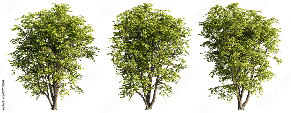 Set of deciduous trees on a transparent background, big tree with green ...