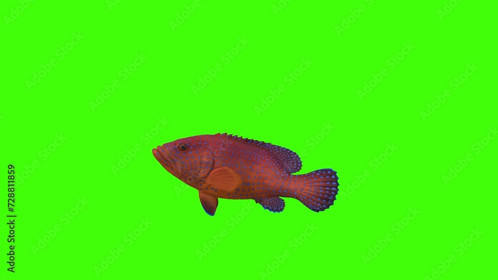 Vidéo Stock 3D hind, rock cod, trout, round-tailed Fish swim underwater ...