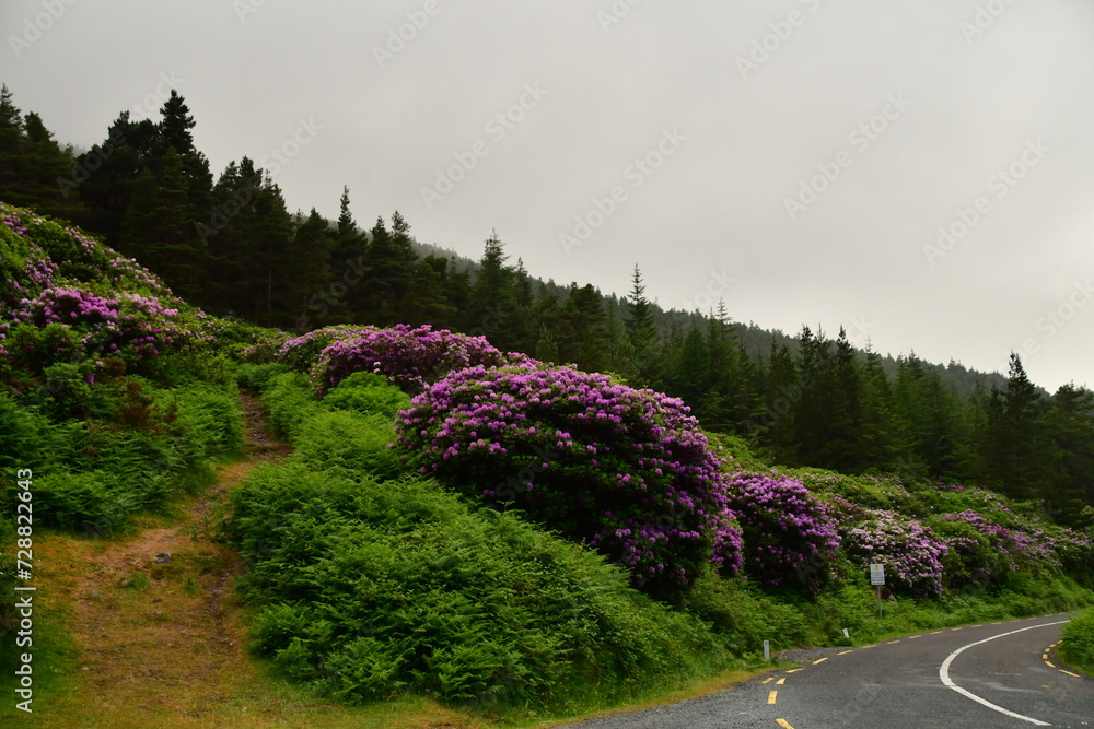 Rhododendron plants/flowers in Knockmealdown Mountains, The Vee Pass ...