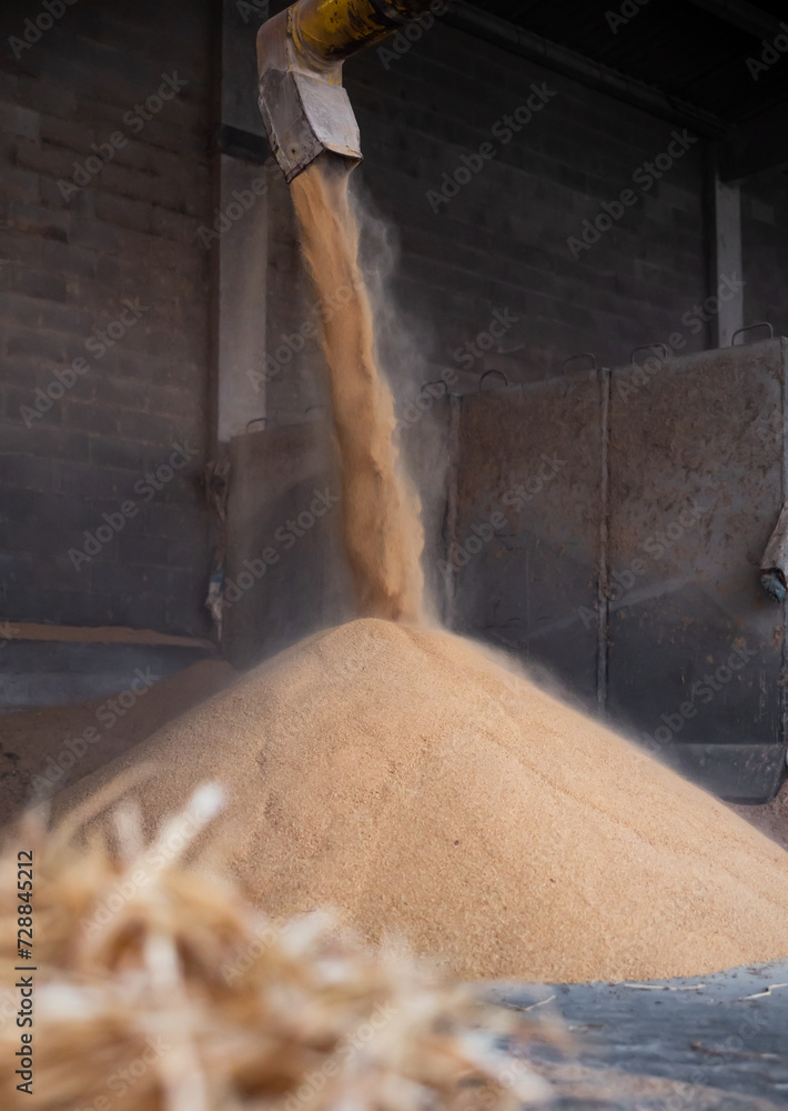 Supply pipe pouring crushed maize germ meal onto pile in warehouse of ...