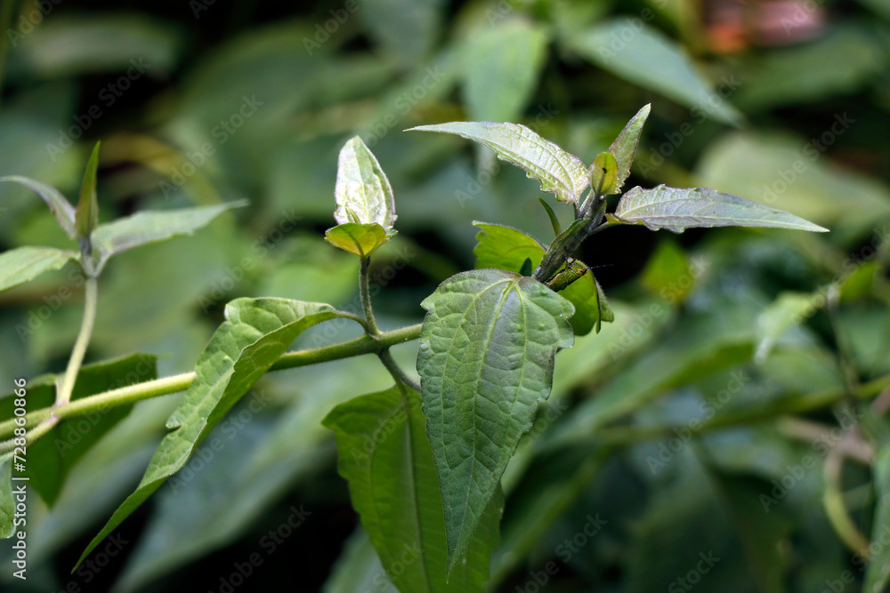 Chromolaena odorata is a tropical and subtropical species of flowering ...
