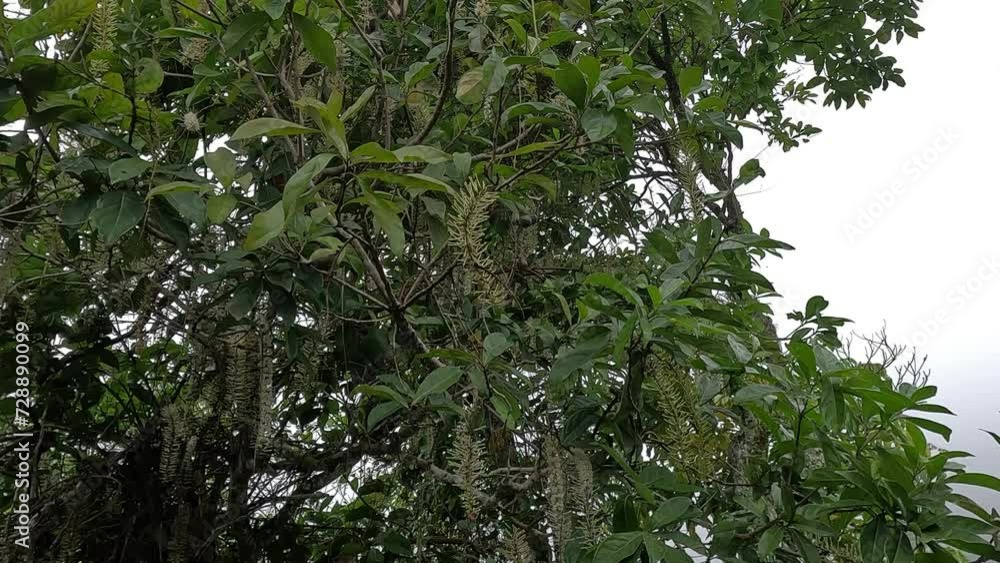 Castanea mollissima (Chinese chestnut, sarangan, berangan, Saninten ...
