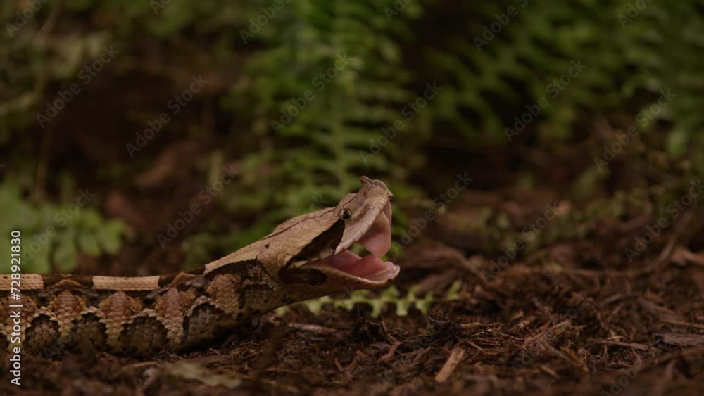 Vidéo Stock Gaboon Viper shakes fangs - side profile in natural ...