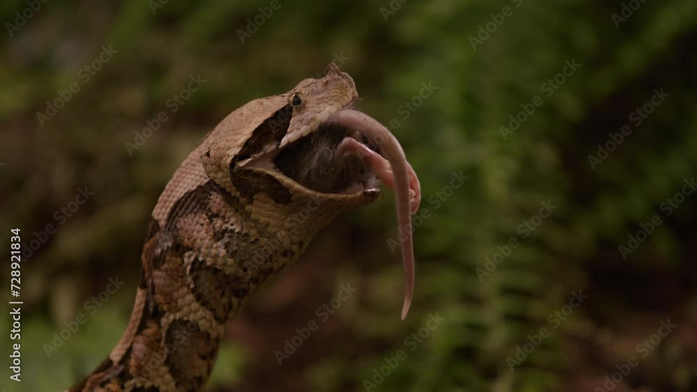 Gaboon Viper eating prey head first with tail sticking out of mouth ...