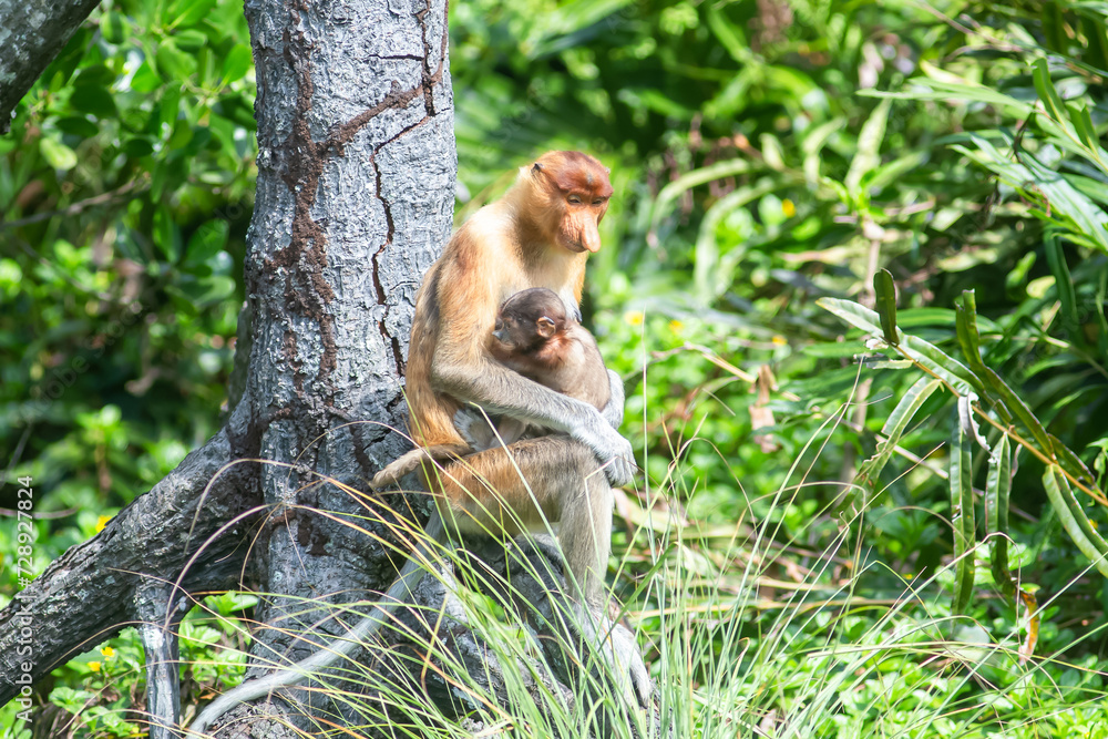 The proboscis monkey (Nasalis larvatus) or long-nosed monkey is a ...