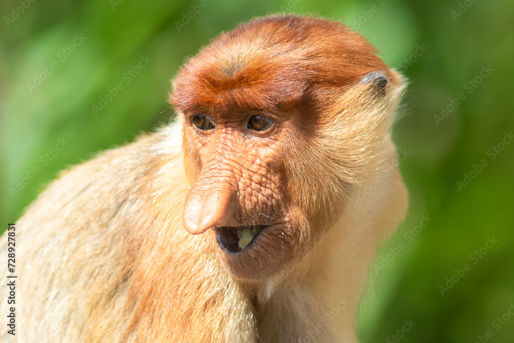 The proboscis monkey (Nasalis larvatus) or long-nosed monkey is a ...