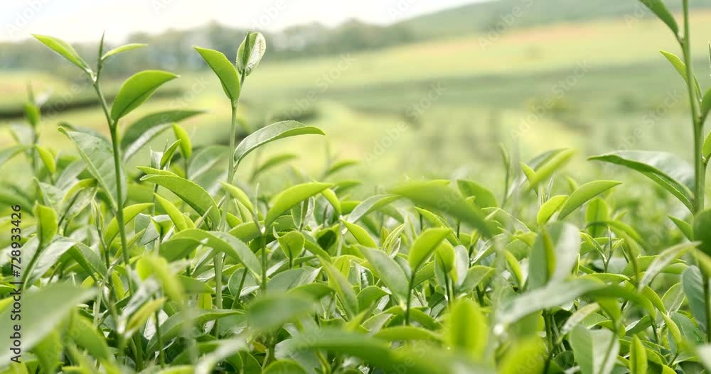 Video Stock Green tea tree leaves field young tender bud herbal Green ...